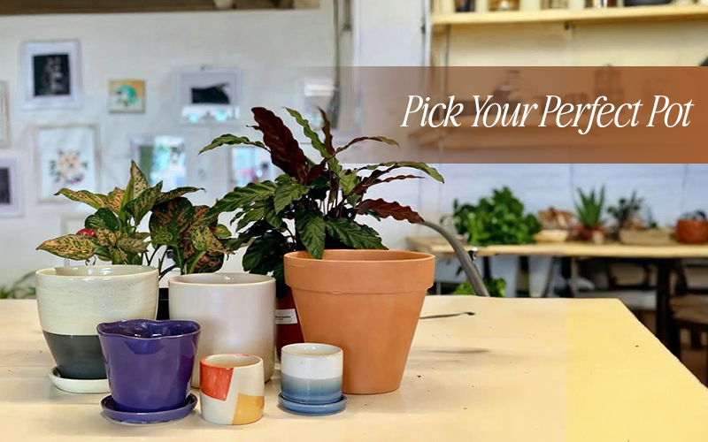 How to Pick the Perfect Pot for Your Indoor and Outdoor Plants